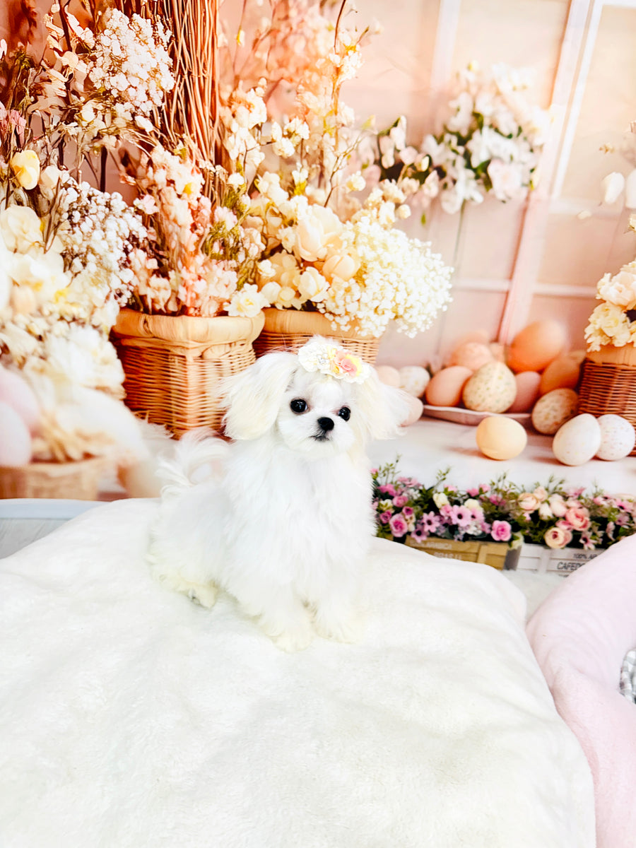 Teacup Maltese - MIMI – winniepets