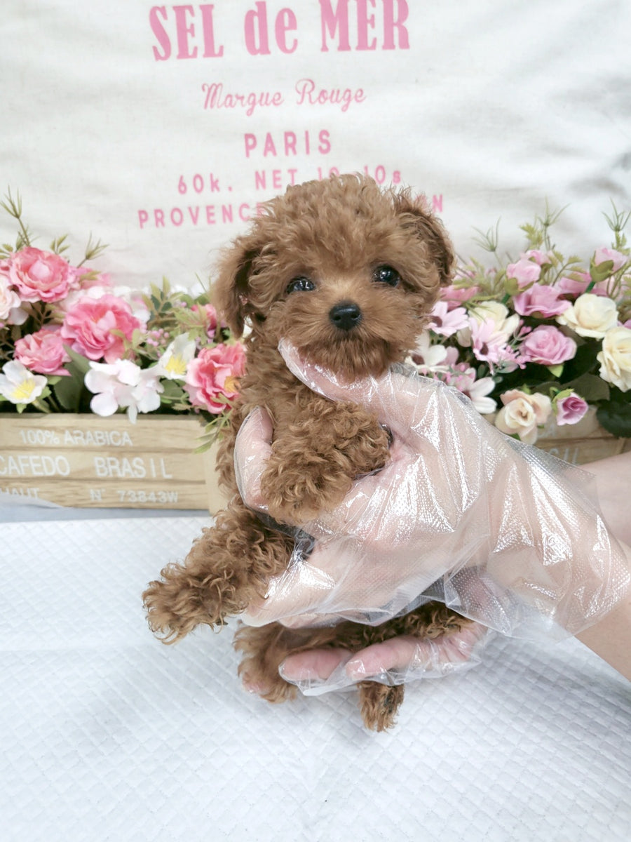 Tiny Poodle - Winnie – winniepets