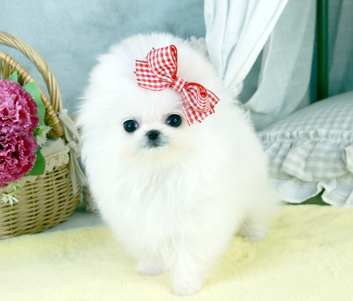 White Pome – winniepets