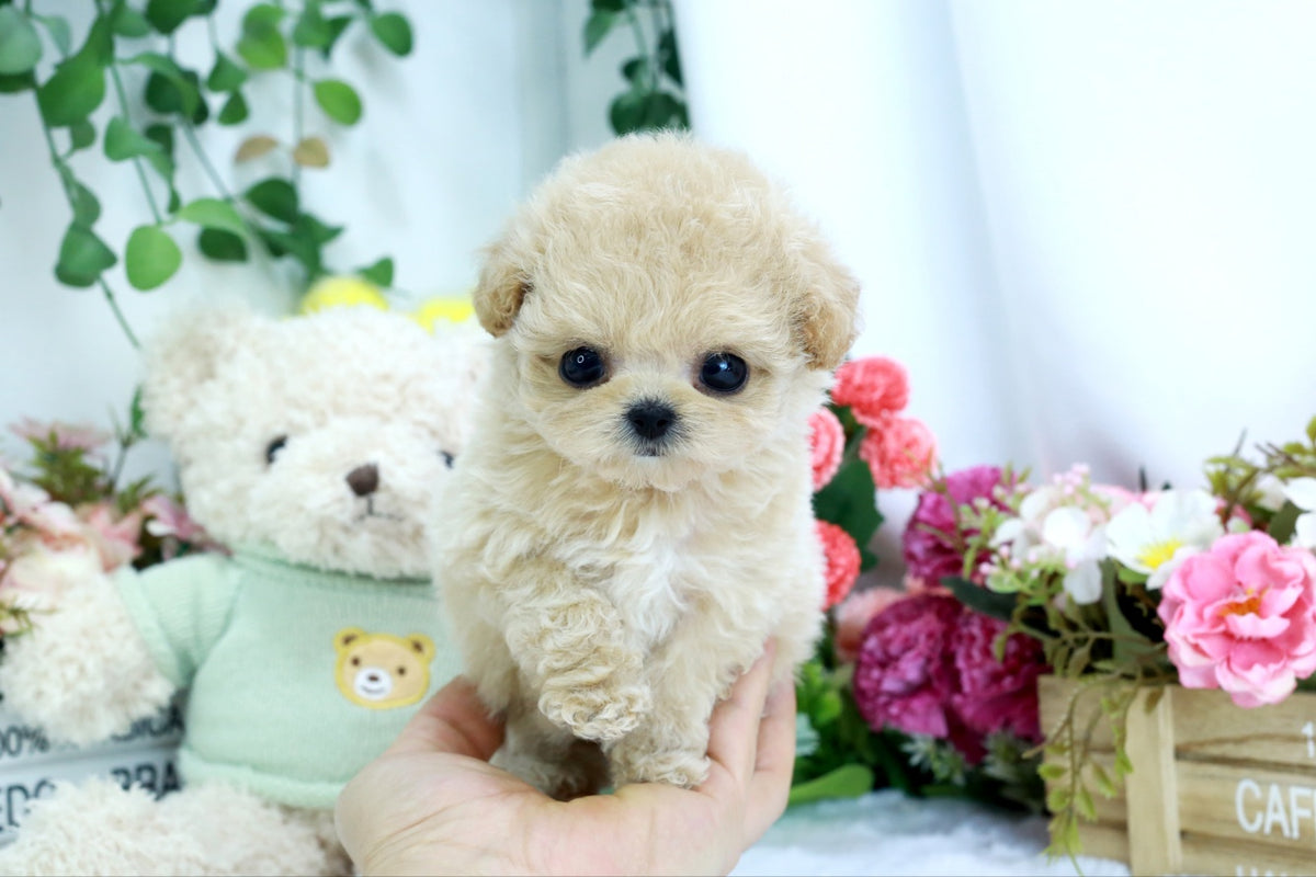 Tiny Cream Poodle – winniepets